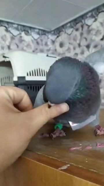 Домашний голубь защищает гнездо