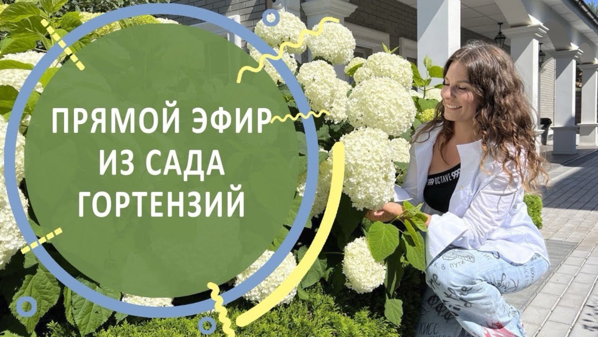 Прямой эфир из сада гортензий