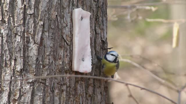 Выходной на природе. В заповеднике "Щёлоковский хутор". Нижний Новгород. 30 марта 2025