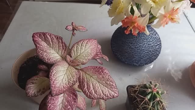 Пересаживаем Эхеверию и Эписцию.