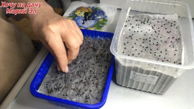 Посев семян лука на рассаду