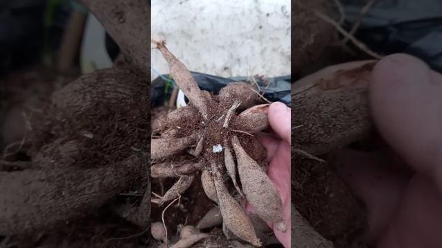 06.04.2025 г Пересаживаю проросшие георгины в больший объём.