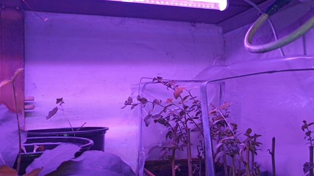 Результаты выращивания черенков голубика спустя 2 месяца