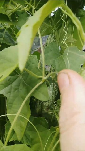 Собираем мелотрию