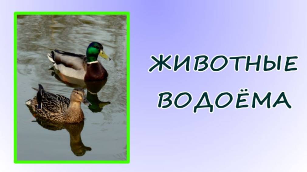 Животные водоёмов.Окружающий мир. Видеоурок для детей.