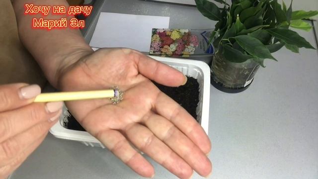 Посев семян тысячелистника 27.02.25г