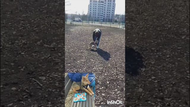 Девочка по имени Мира
В добрые руки безвозмездно
Строго в частный дом
"звоночек"
НЕ В КВАРТИРУ