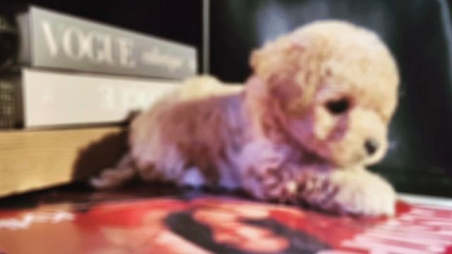 🐶Мальтипу