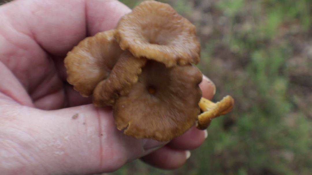 Тихая охота в Португалии.Дождливый март 2025.