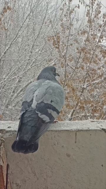 Зимний голубь