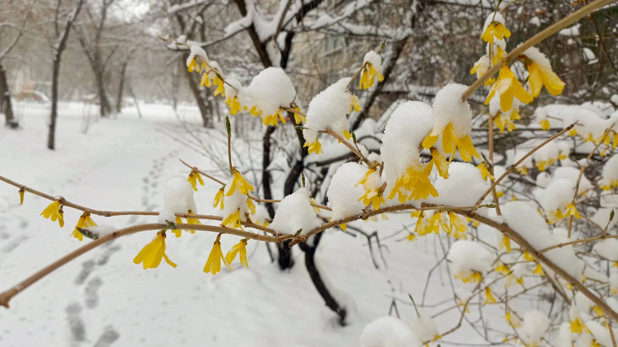 Апрельская метель в Москве снежная буря в столице апрель 2025 года.
