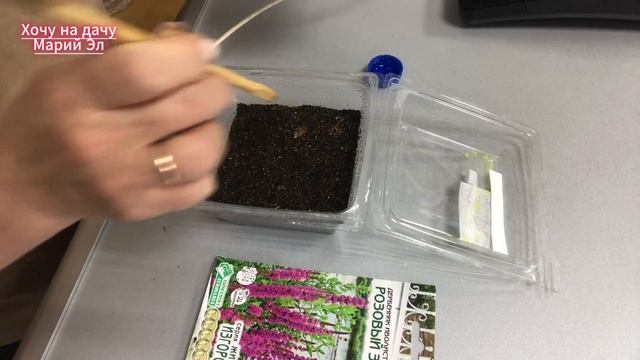 Посев дербенника иволистного Розовый замок 18.02.25.