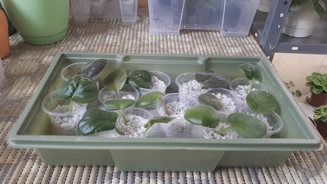 3.Отвечаю на Ваши вопросы! Как ухаживать за фиалками?