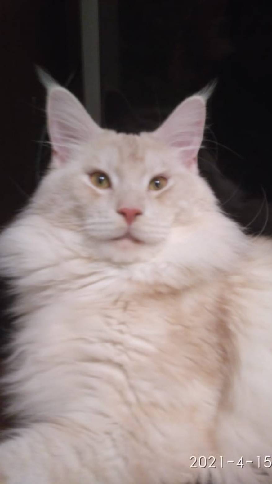 #кот выполняет команду апорт#