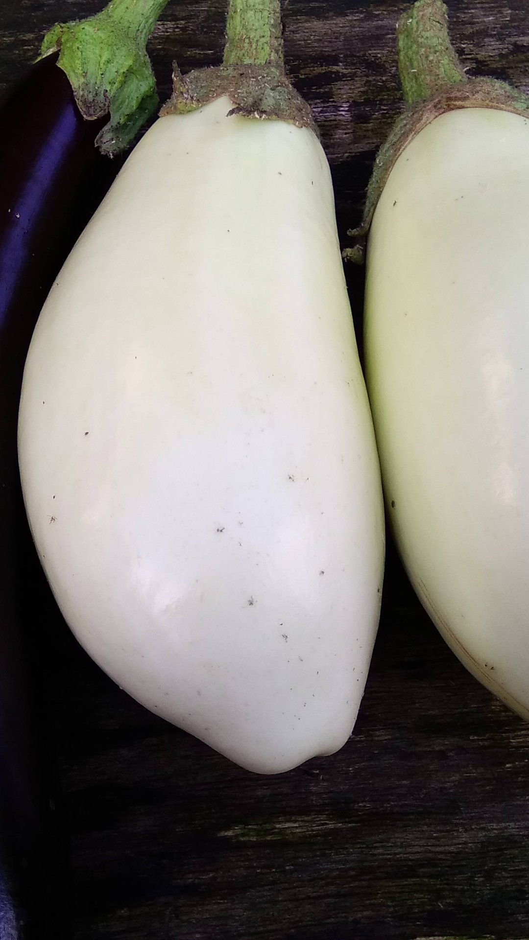 Рекорд! 1375 граммов - вес баклажана Белый Алмаз