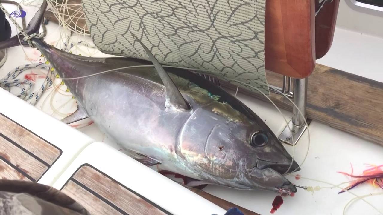 Кратко о тунце