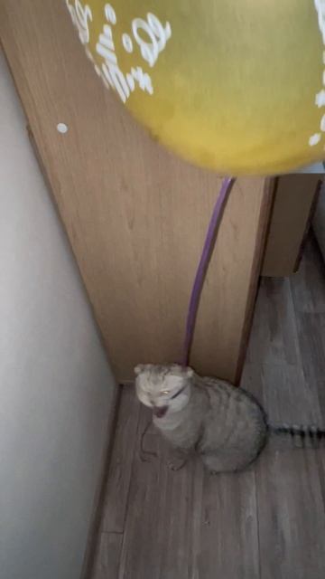 Снимала милое видео и ужаснулась!Что у кота с глазами?!(не монтаж!)