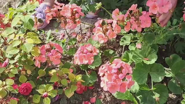 Любимая герань! Мои цветы 💐 пересаживаю
