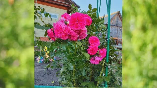 Цветы и декор на даче ,лето 2024.