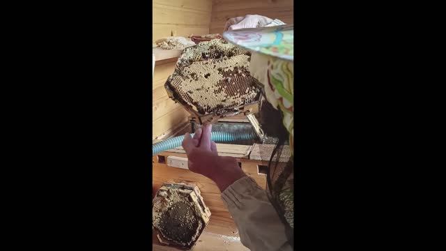 1.04.2025г. Сегодня на пасеке.  Улей(наблюдательный) переполнен пчелами, делаю отводок.