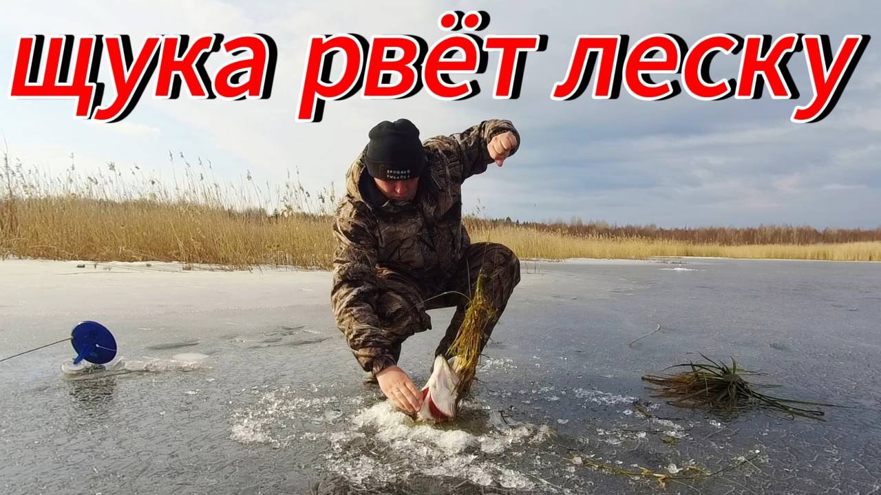 Щука рвёт леску и перекусывает поводок. Последний лёд. Рыбалка на жерлицы.