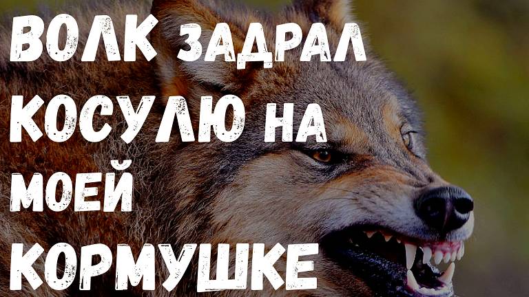 Волки загрызли косулю на моей кормушке!!!