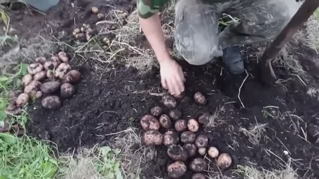 Выращивание картофеля.  До  тонны с сотки -  ( Метод опередивший время).  Часть 1.