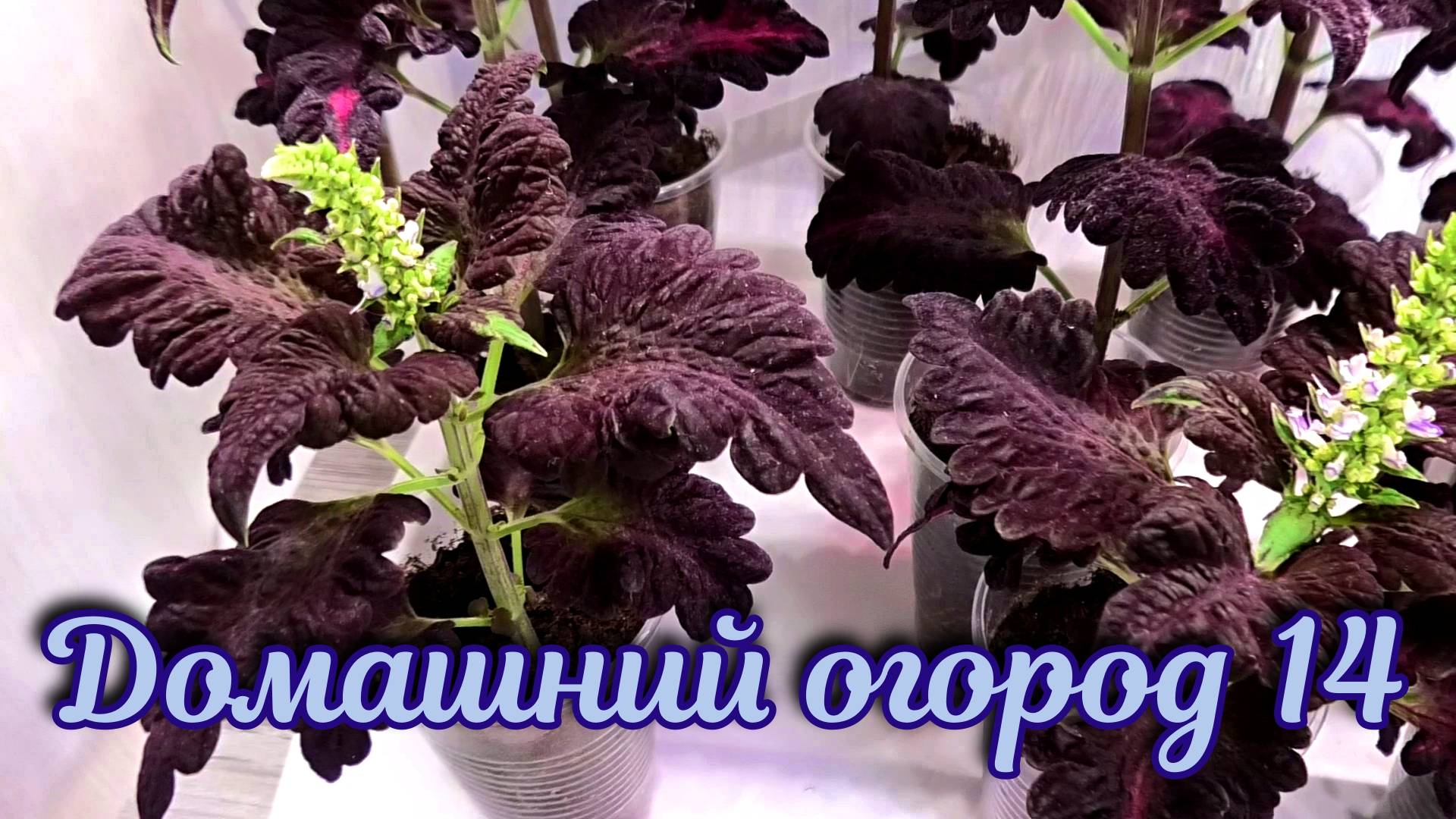 Домашний огород 14. Рассада. Томатам 2 недели.