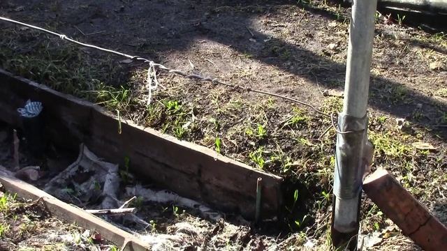 Муромцево 6 апреля 2025г Открыли виноград в открытом грунте.