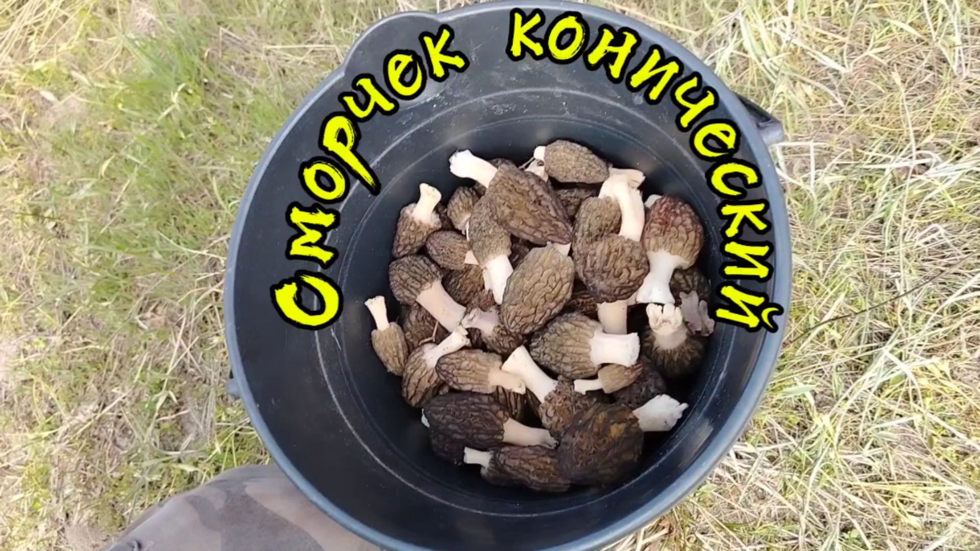 Сморчек конический