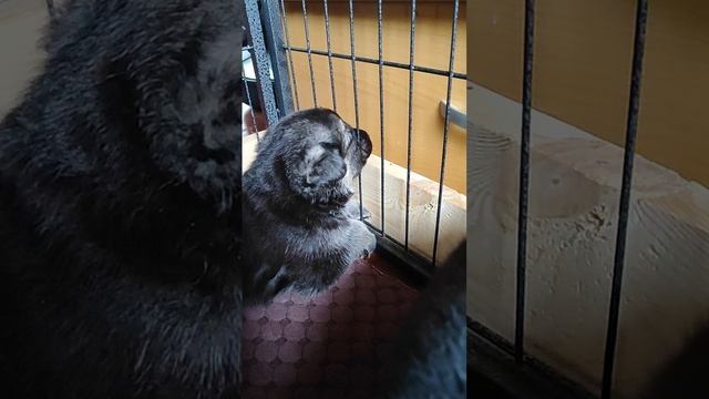 Щенки учатся пить воду