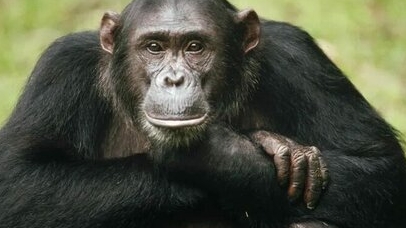 самое умное животное в мире