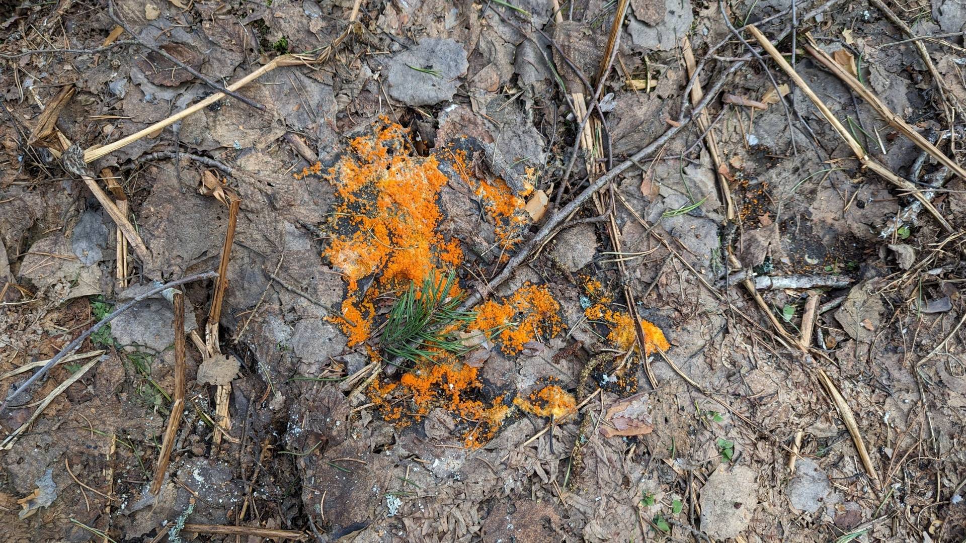 Биссонектрия наземная (Byssonectria terrestris). Как выглядит гриб на месте произрастания.