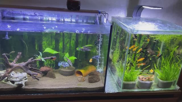 Переезд рыбок