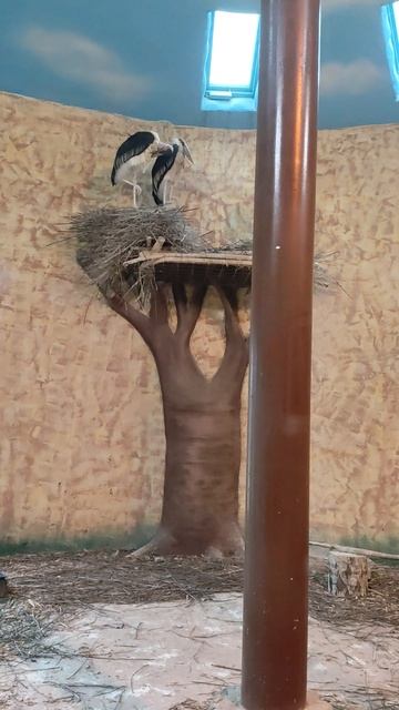 Почти аисты,но больше и южнее