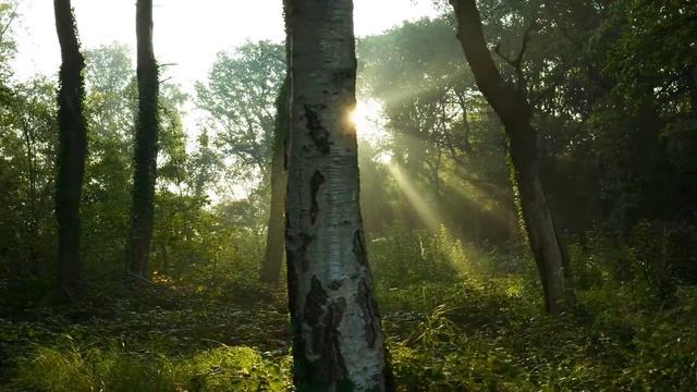 К звезде вновь тянется рука