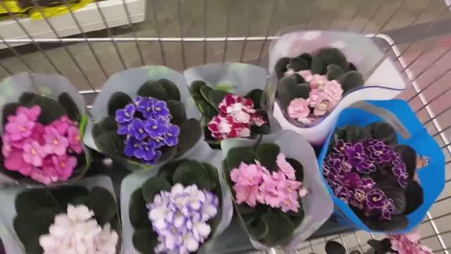 Редко так везет!!! Леруа Мерлен Климовск!!!! Покупка ФИАЛОК!!! 08.06.2018г.