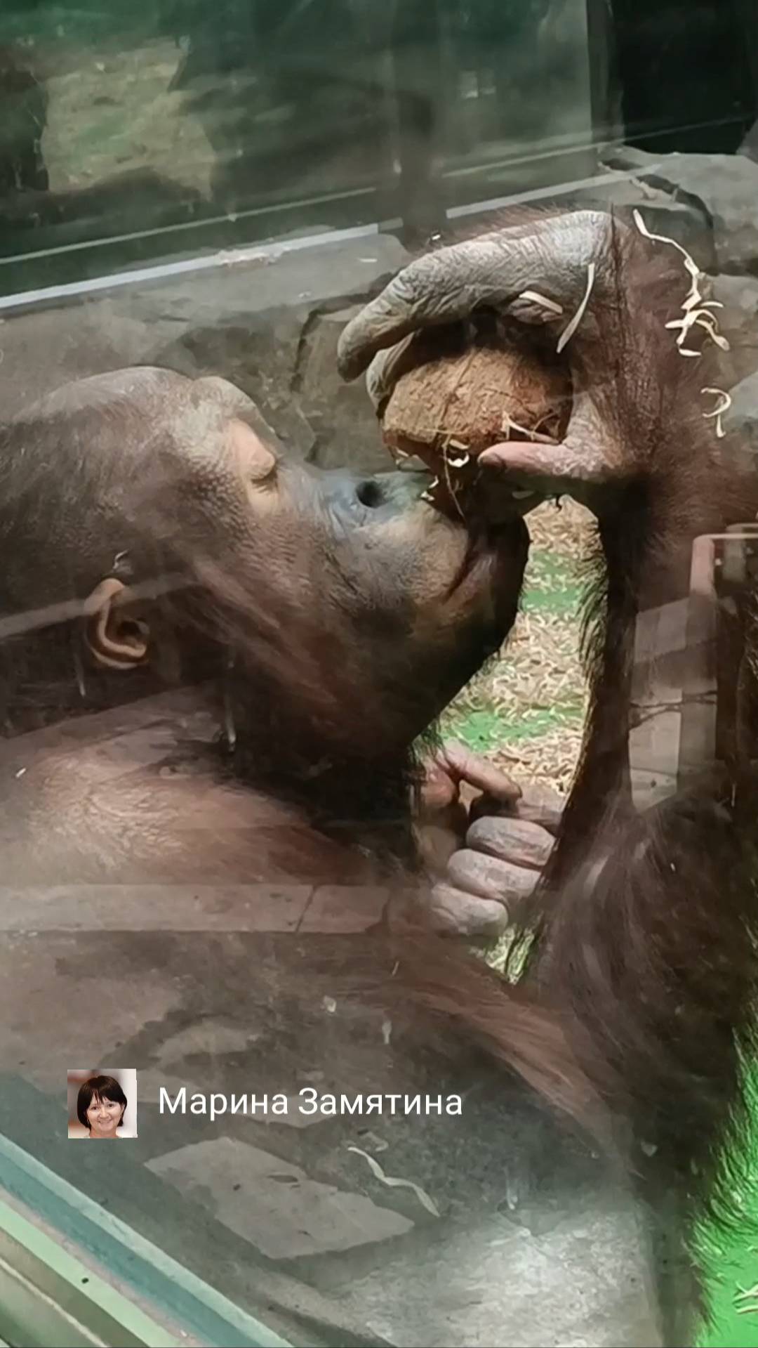 Орангутан Матику ест кокос.