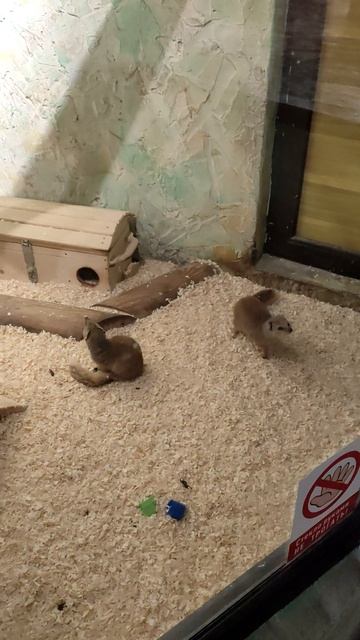 А мы мангусты,Рикки-Тики-Тави