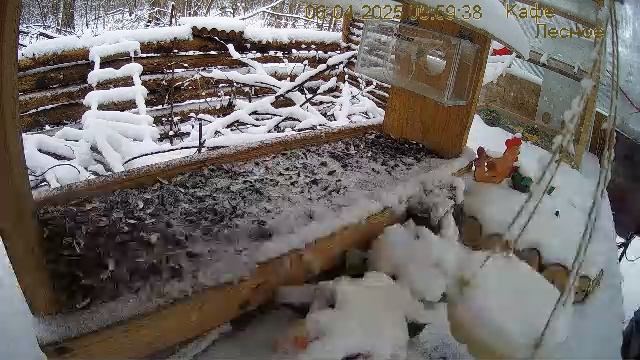 Кормушка в лесу онлайн  "Кафе  Лесное" #Relaxing #природа #звуки леса #весенний  лес  #погода