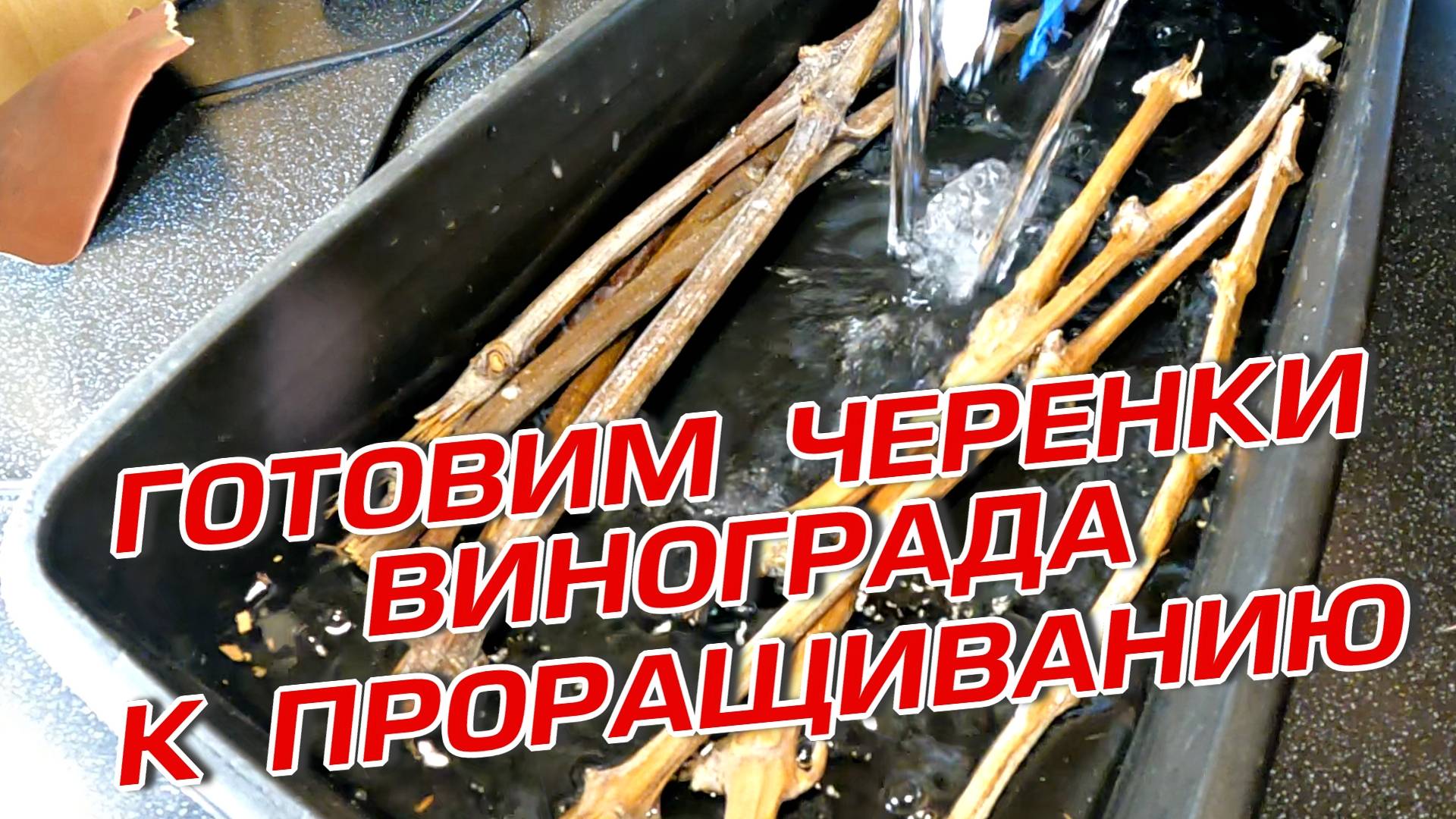 ГОТОВИМ ЧЕРЕНКИ ВИНОГРАДА К ПРОРАЩИВАНИЮ