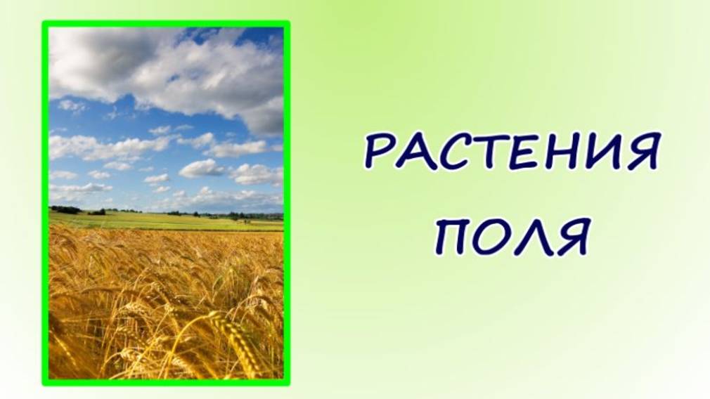 Растения поля. Окружающий мир.