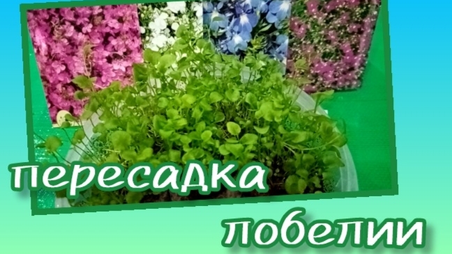 Рассада лобелии в торфяных таблетках лучший вариает выращивания. Пересадка в горшки.