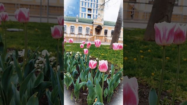 Весеннее настроение и цветущие аллеи под песню истории любви под мелодию разноцветных лепестков.