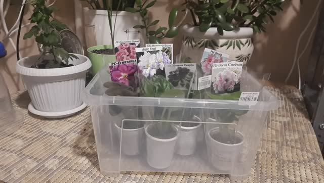 Покупки с Выставки Фиалок!!! Пополняю коллекцию!