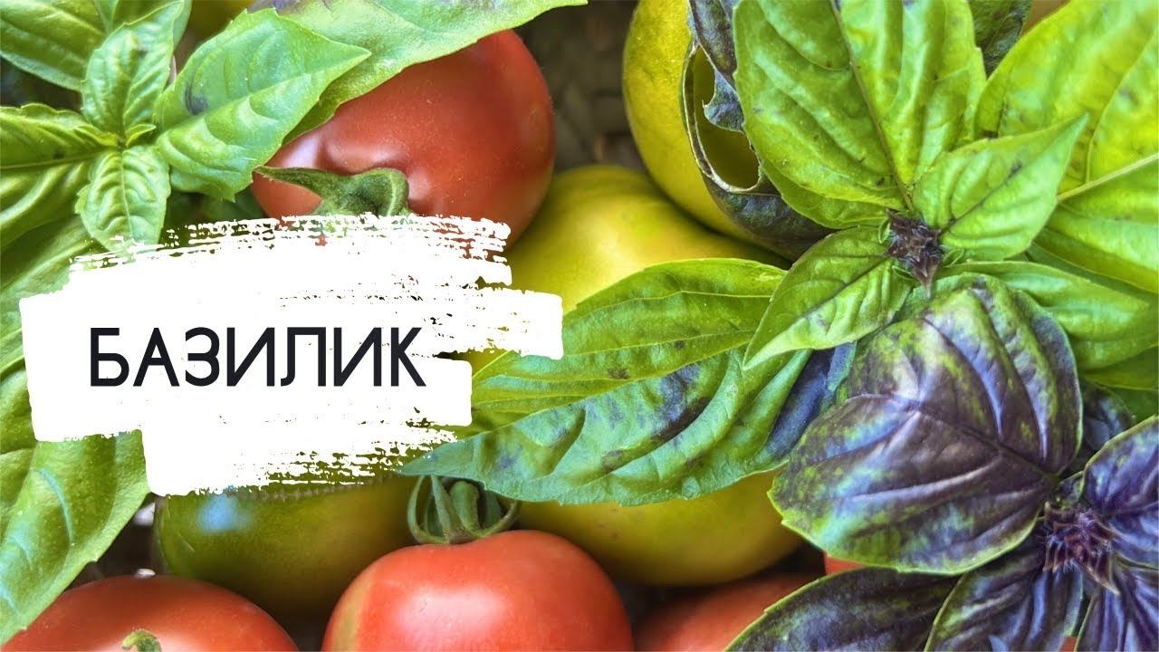 Выращиваю базилик рассадой | Базилик на окне