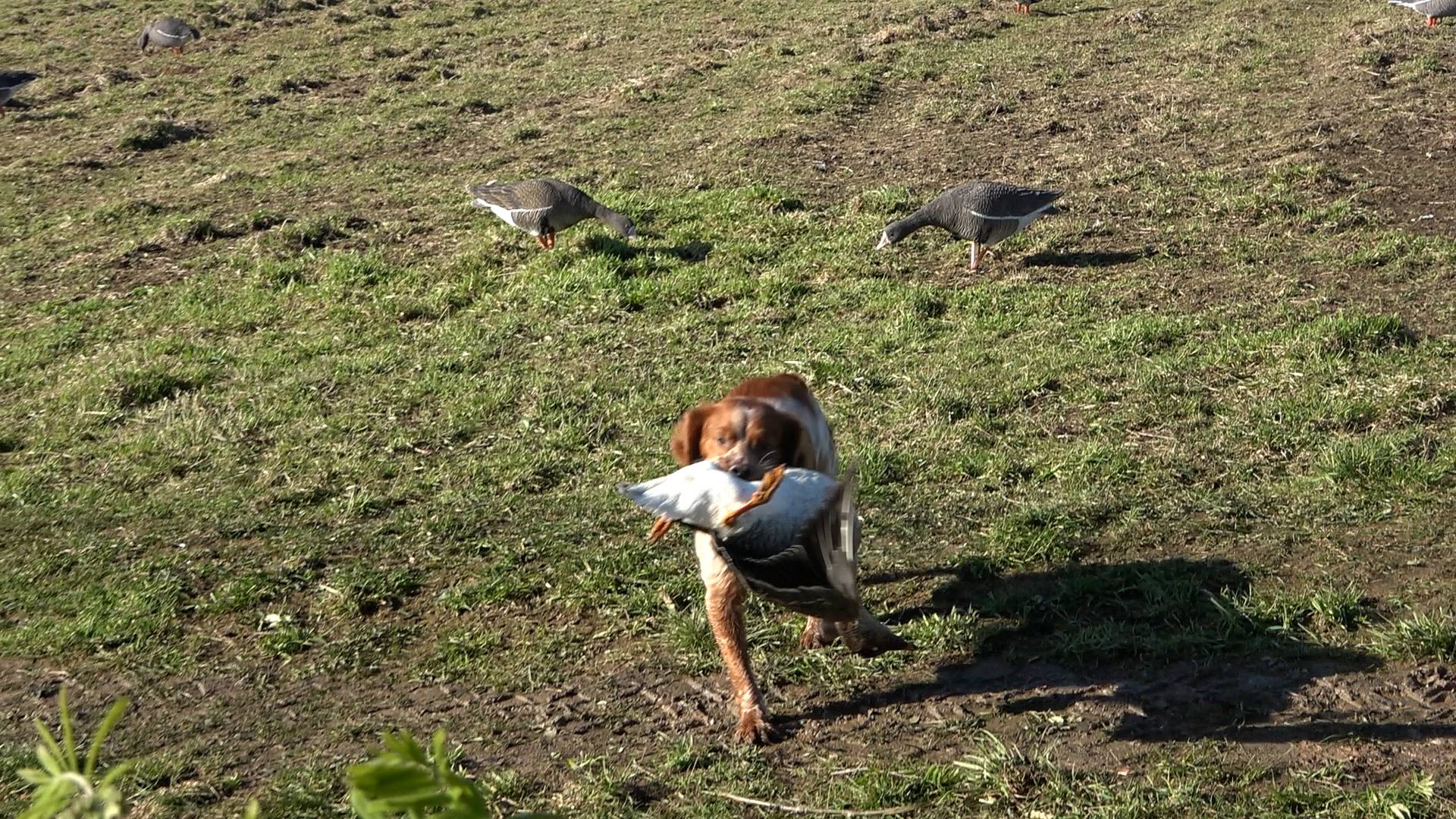 Гуся нет но вы держитесь \ Охота с Кетнером #31