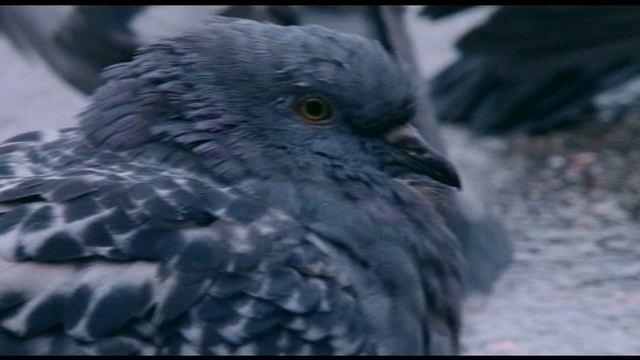 Осенняя аллея. Григорий Борзенко. Автор-исполнитель -