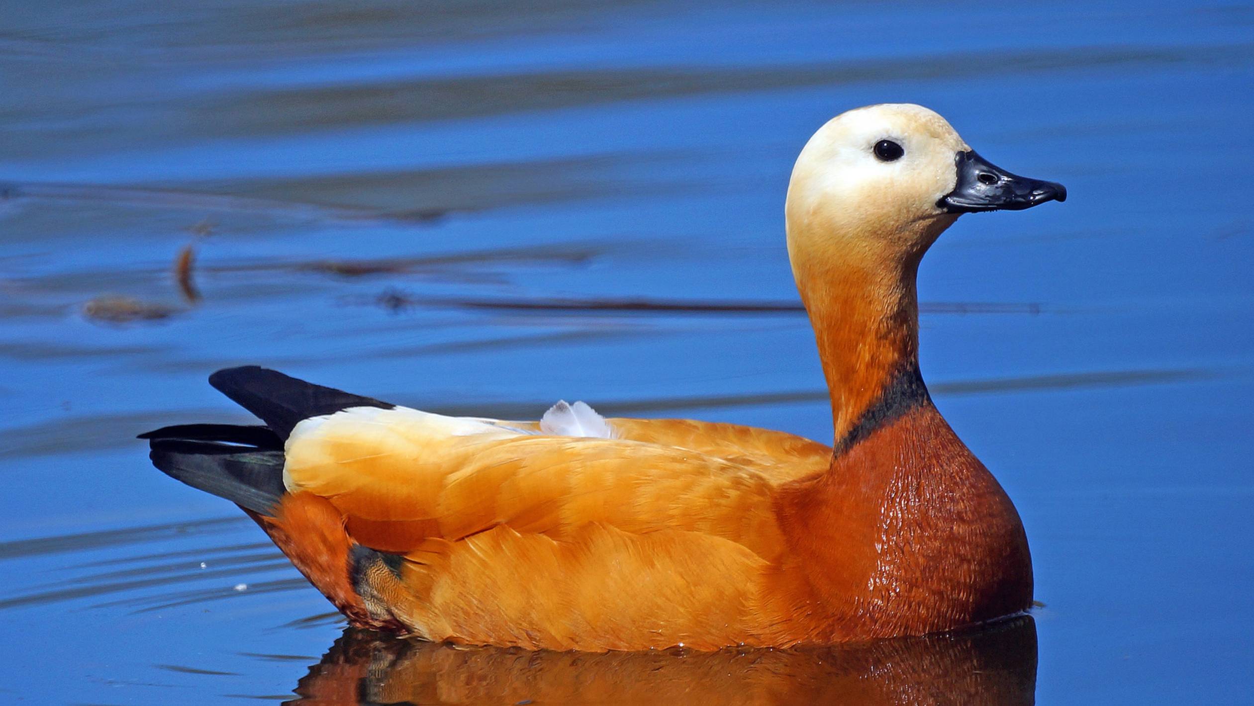 Редкость - огари в московском пруду!