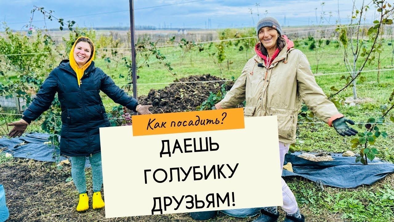 Посадка голубики в мешки и контейнеры